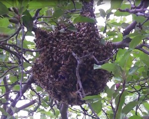 Bee Swarm Removal - Westlake Apiaries